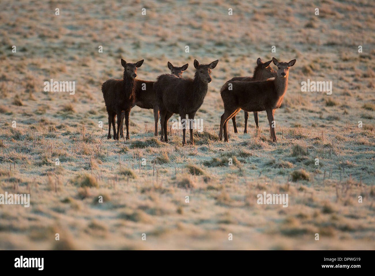 Ashton frost hi-res stock photography and images - Alamy