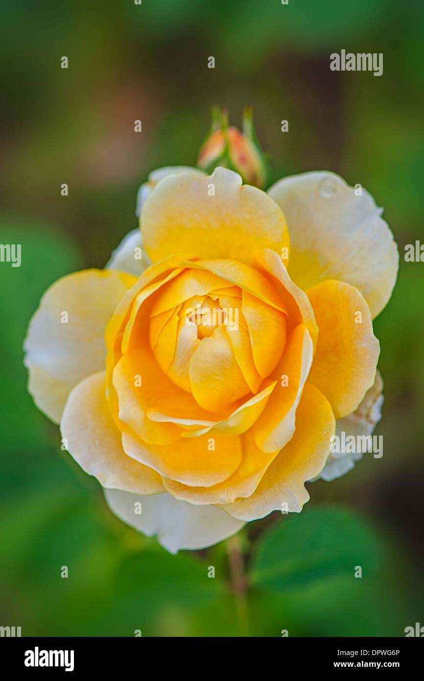 Rosa what a peach hi-res stock photography and images - Alamy