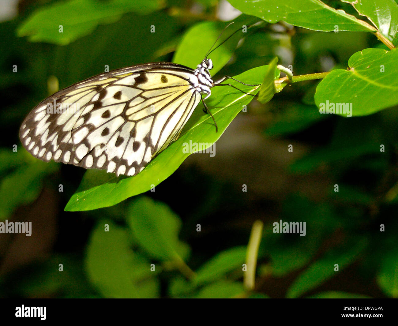 Cockrell butterfly center hi-res stock photography and images - Alamy