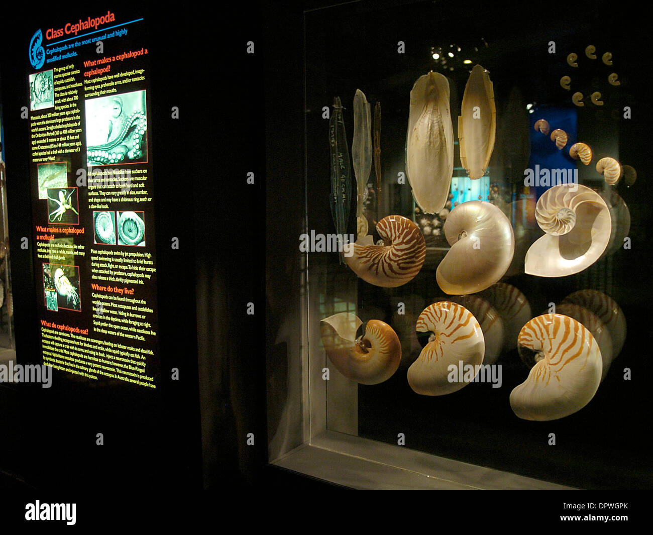 Malacology hi-res stock photography and images - Alamy