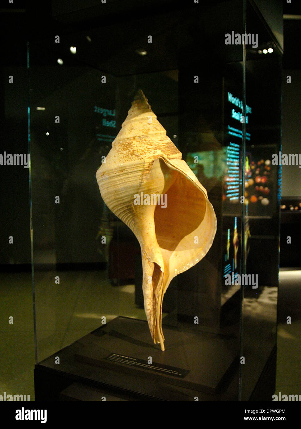On display worlds largest shell hi-res stock photography and images - Alamy