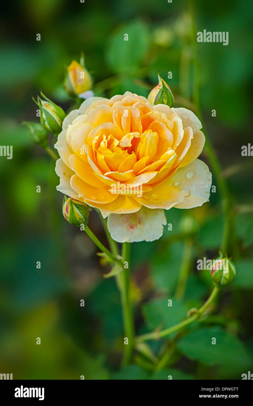 Single coloured hi-res stock photography and images - Alamy