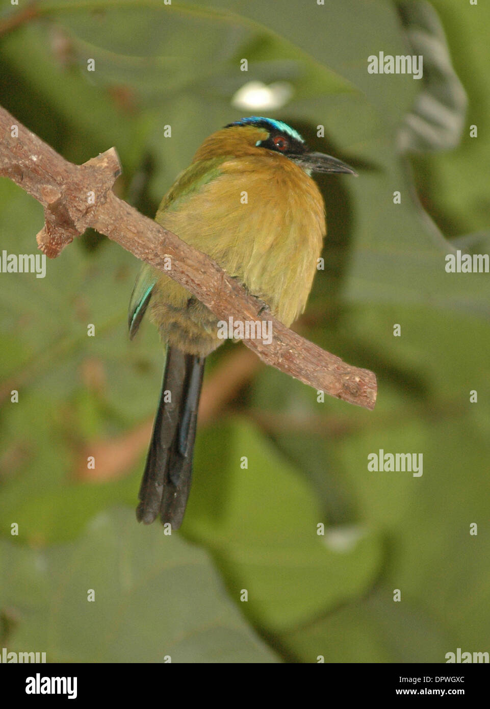 Free Flight Aviary High Resolution Stock Photography and Images - Alamy