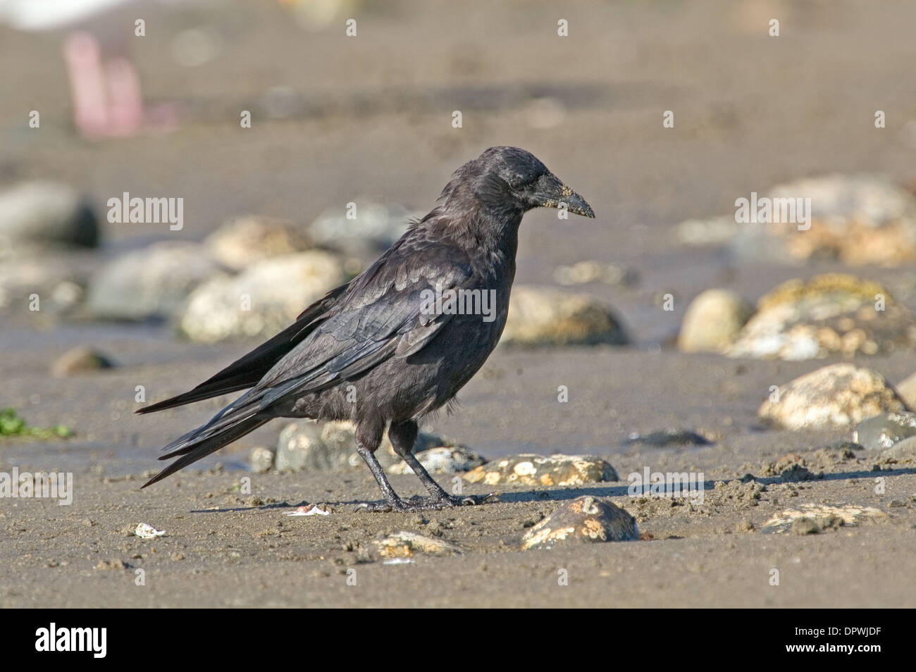 Northwestern Crow (Corvus caurinus) walking on beach Stock Photo - Alamy