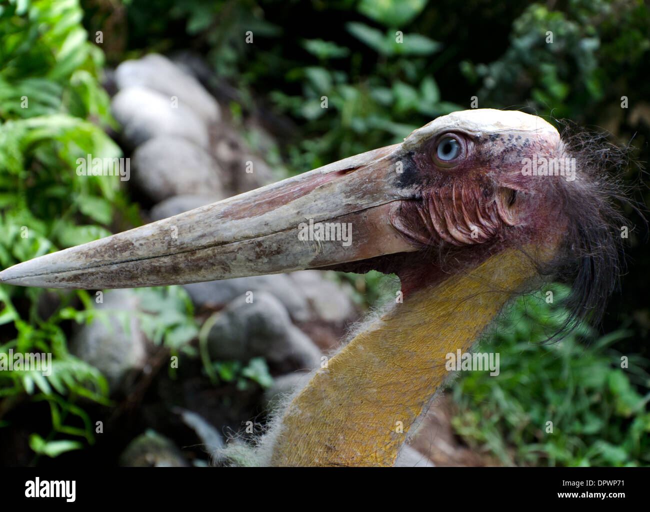 Bird with a cool look Stock Photo - Alamy