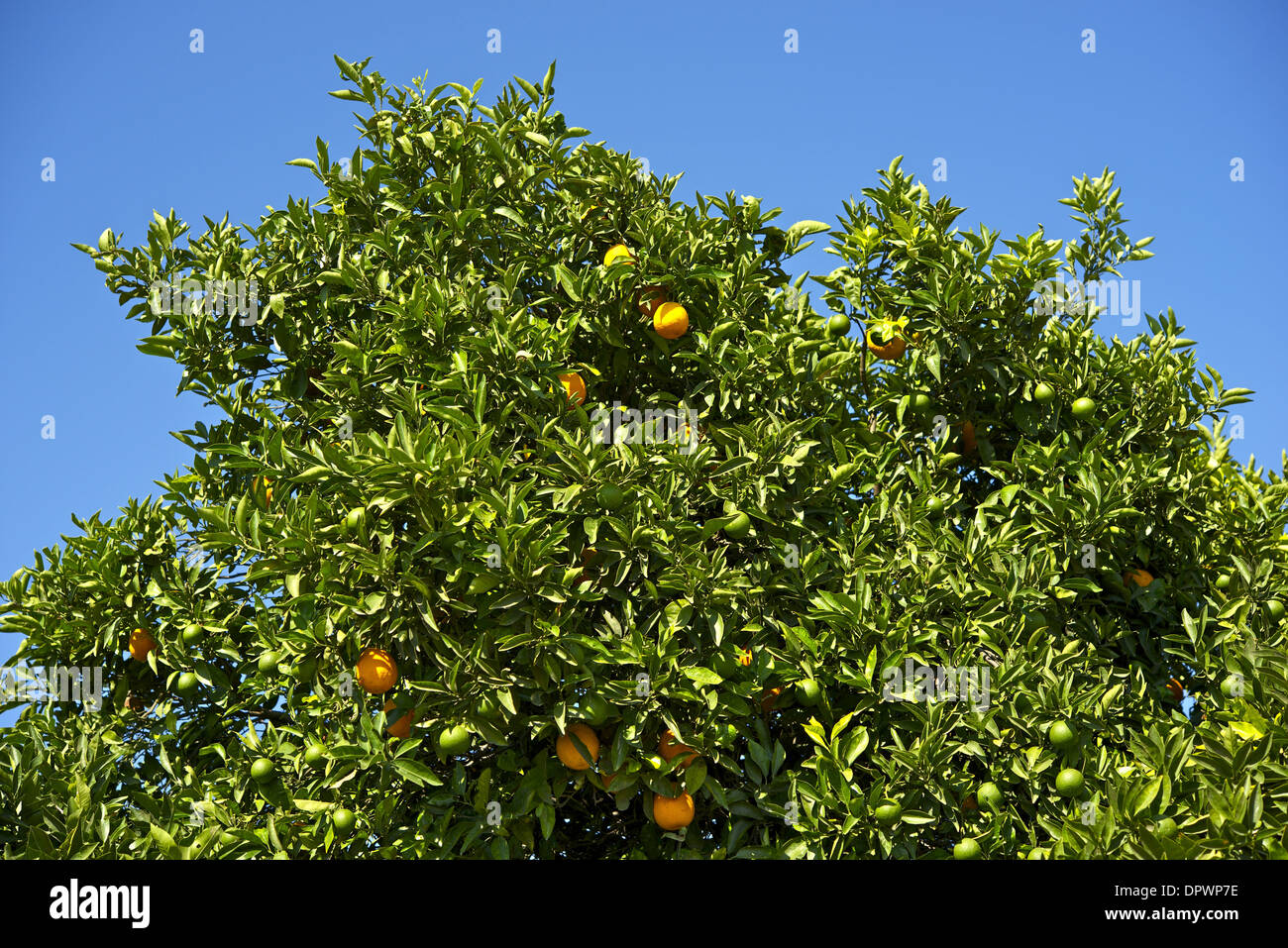 Orange Tree in California, USA. Agriculture Photo Collection. Orange ...
