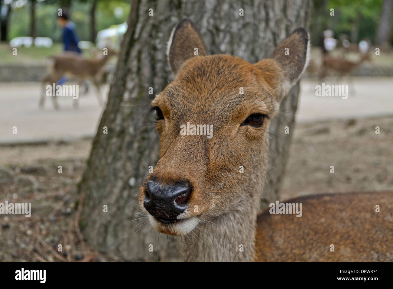 Close-up of a tame deer ( Sika ) in the city of Nara, in the city of ...