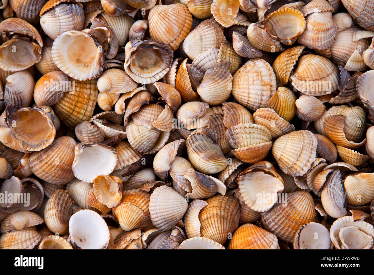 Cockle beach hi-res stock photography and images - Alamy