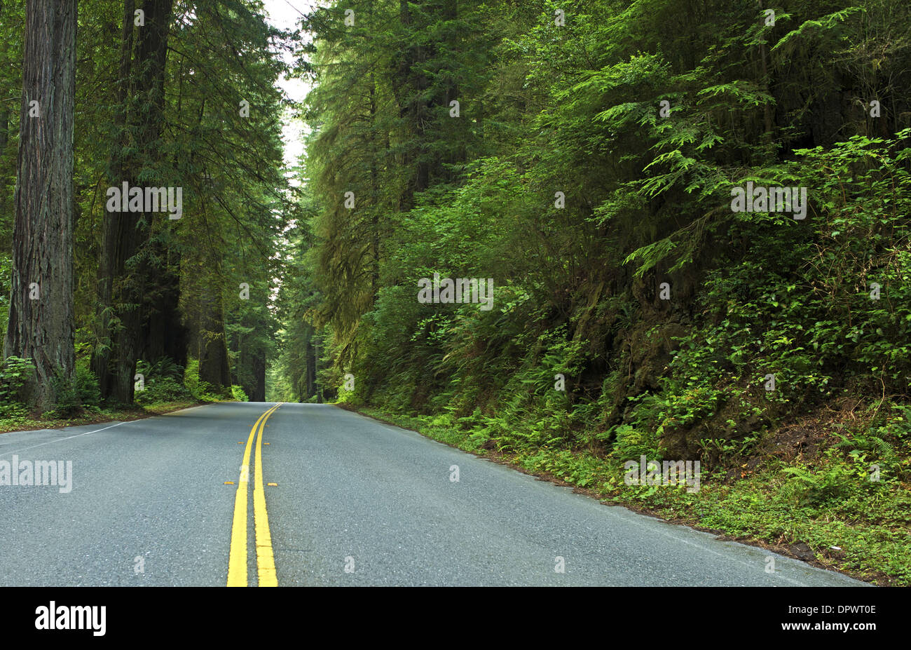 Deep redwood forest road hi-res stock photography and images - Alamy