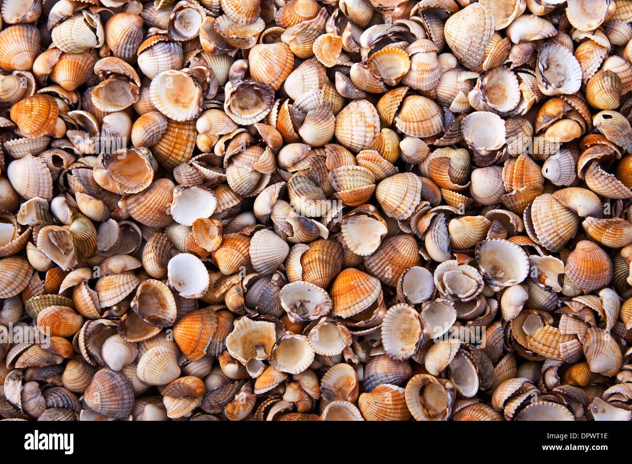 Cockle beach hi-res stock photography and images - Alamy
