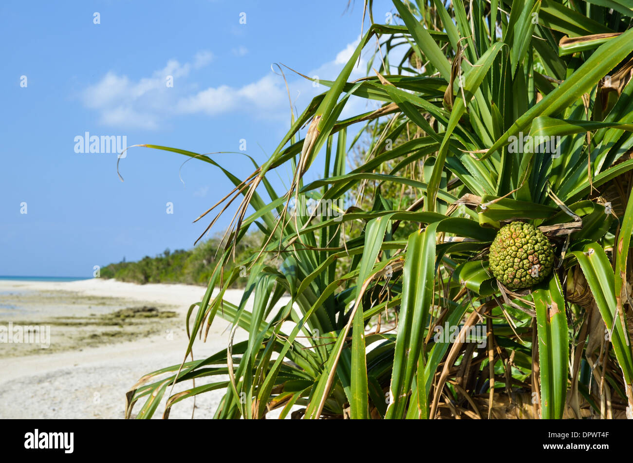 The tropical fruit adan at the beach of the japanese island Taketomi ...