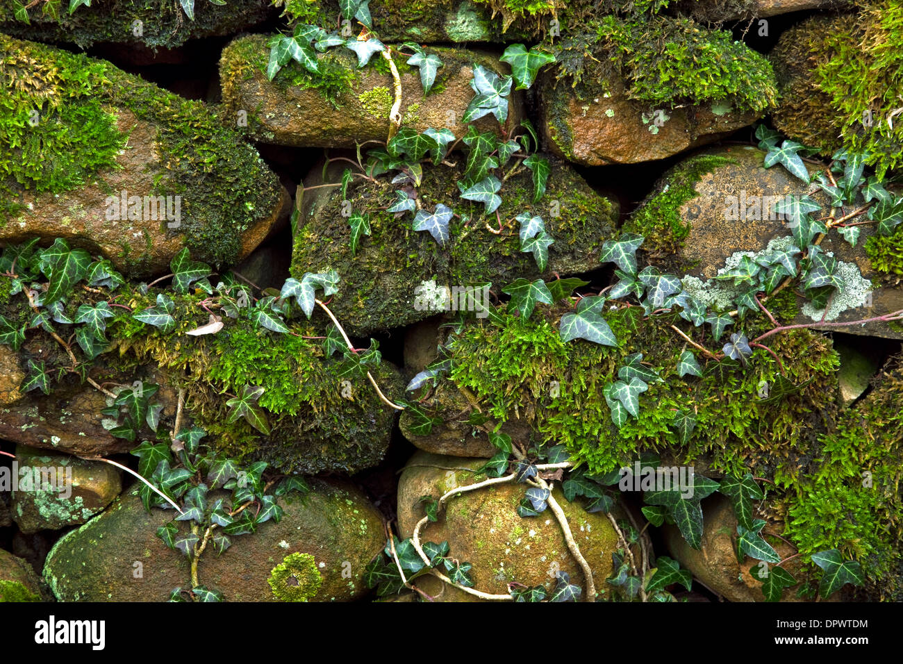 Moss and Ivy growing on a drystone wall Stock Photo - Alamy