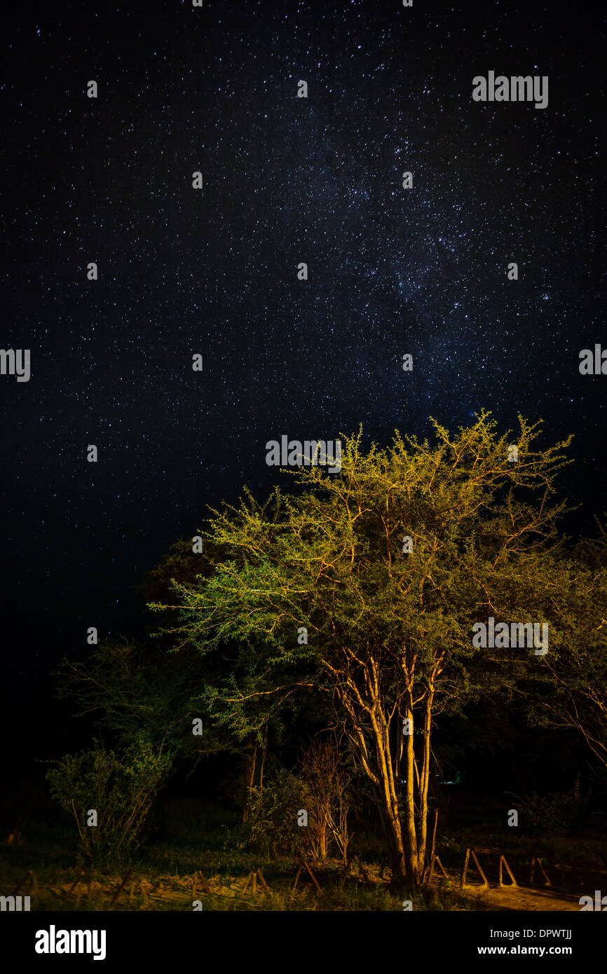 Acacia tree illuminated by the fire light with a sky filled with ...