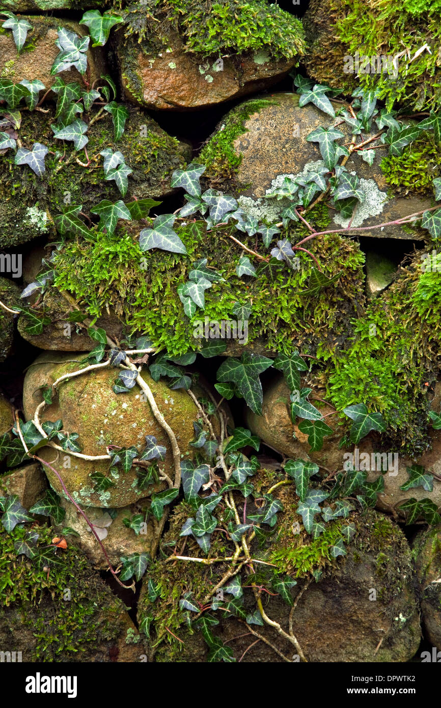 Moss and Ivy growing on a drystone wall Stock Photo - Alamy