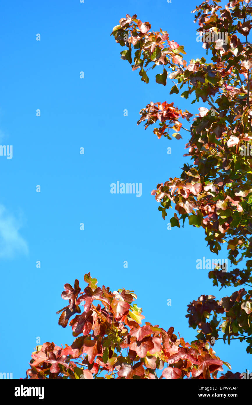 Tree Background with blue sky and clouds Stock Photo - Alamy