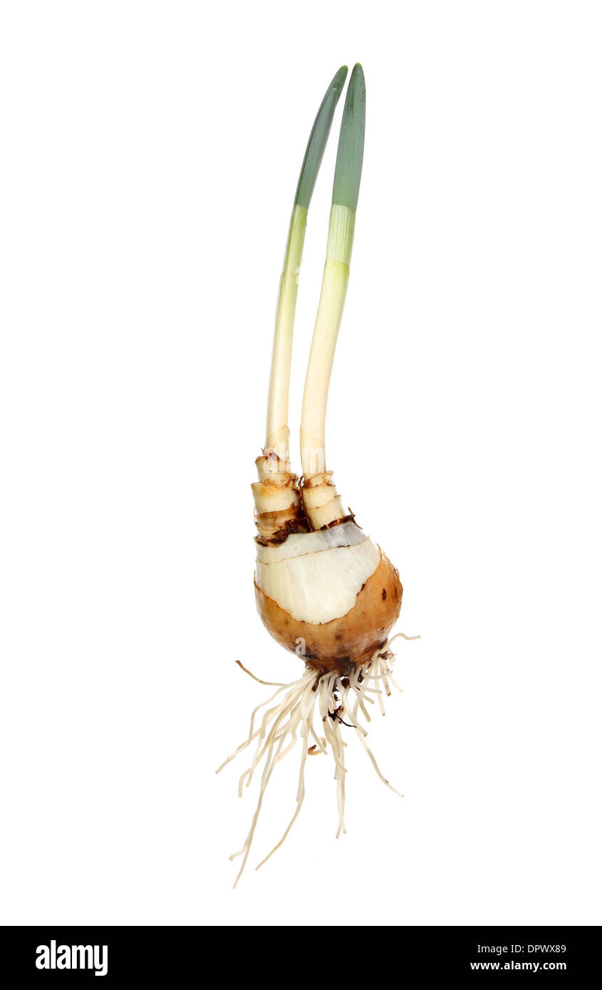 Double stemmed daffodil bulb and roots isolated against white Stock ...