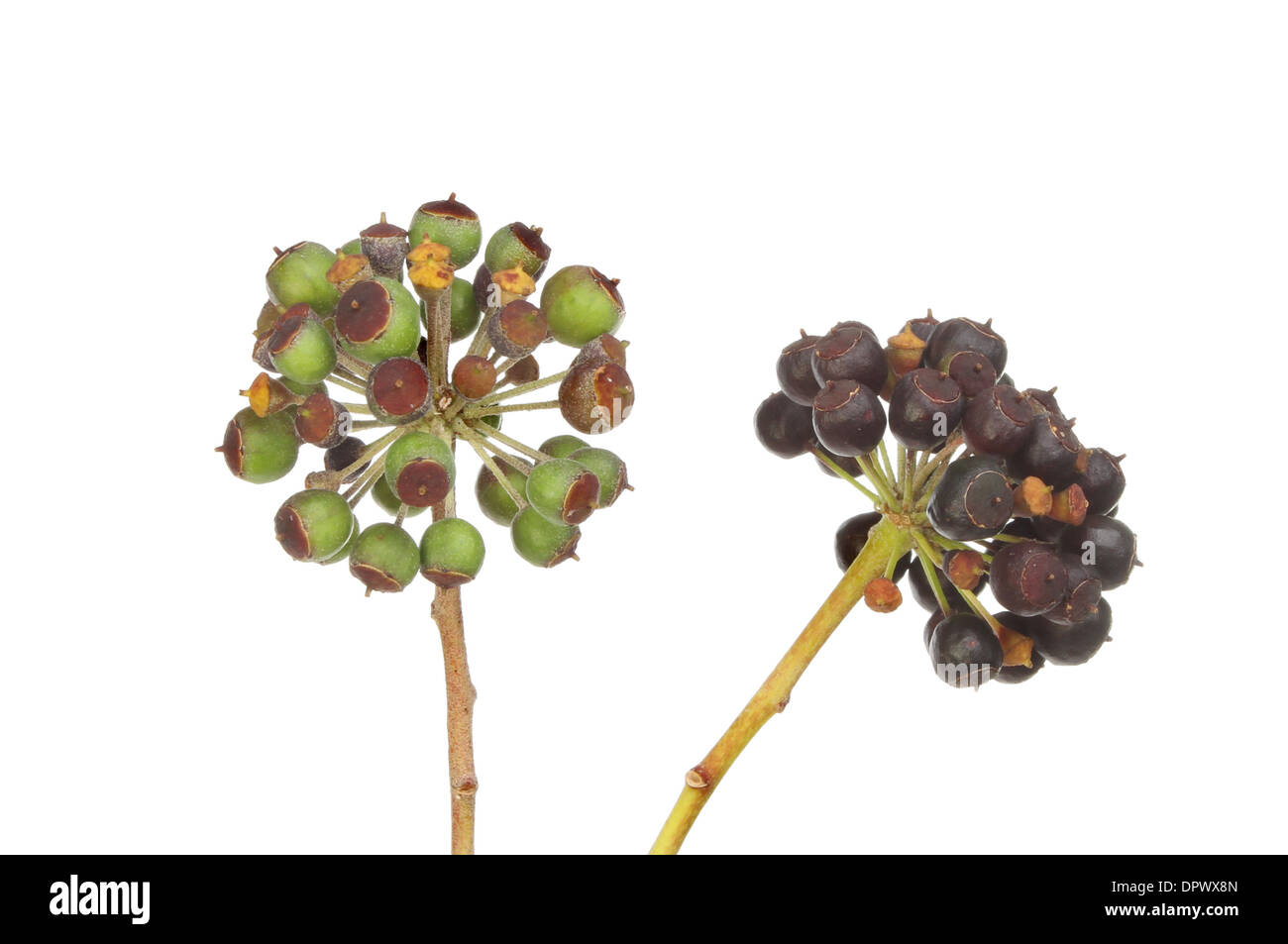 Ivy seeds hi-res stock photography and images - Alamy