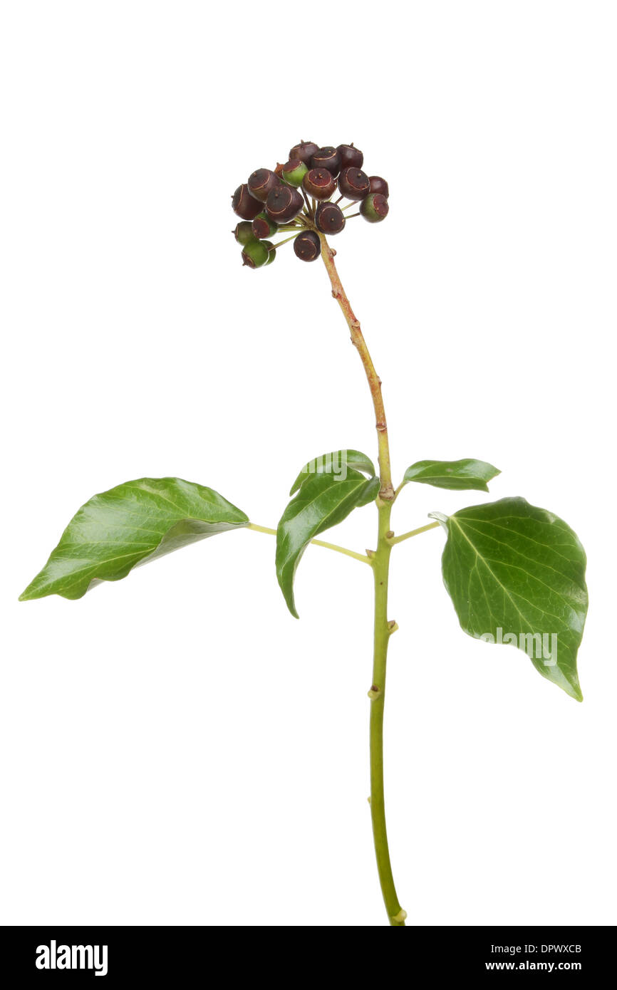 Ivy seeds hi-res stock photography and images - Alamy