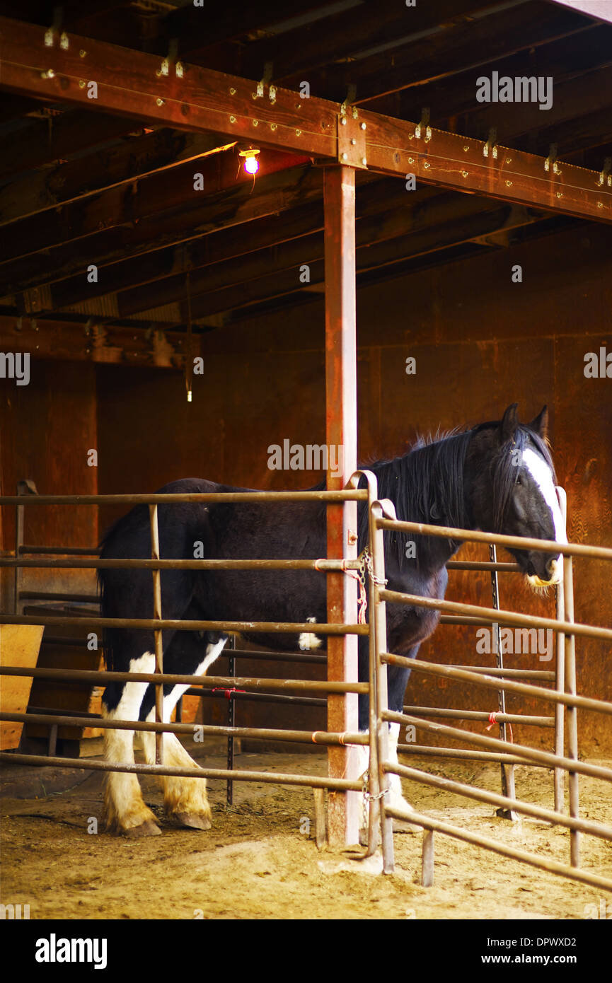 Black Horse in Stable Vertical Photography Stock Photo - Alamy