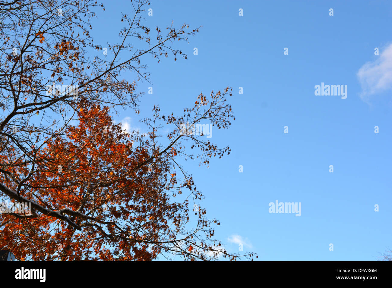 Tree Background with blue sky and clouds Stock Photo - Alamy