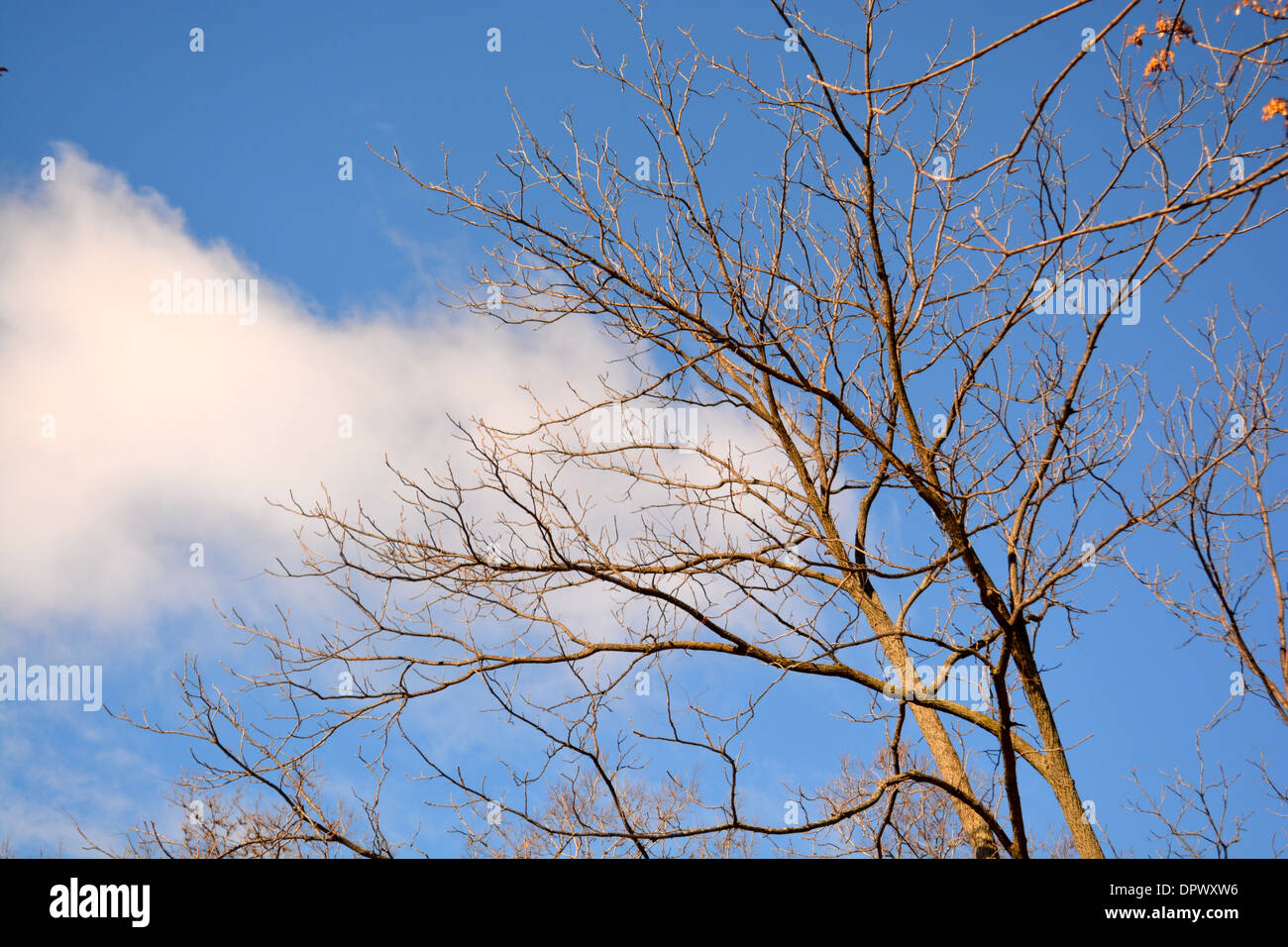 Tree Background with blue sky and clouds Stock Photo - Alamy