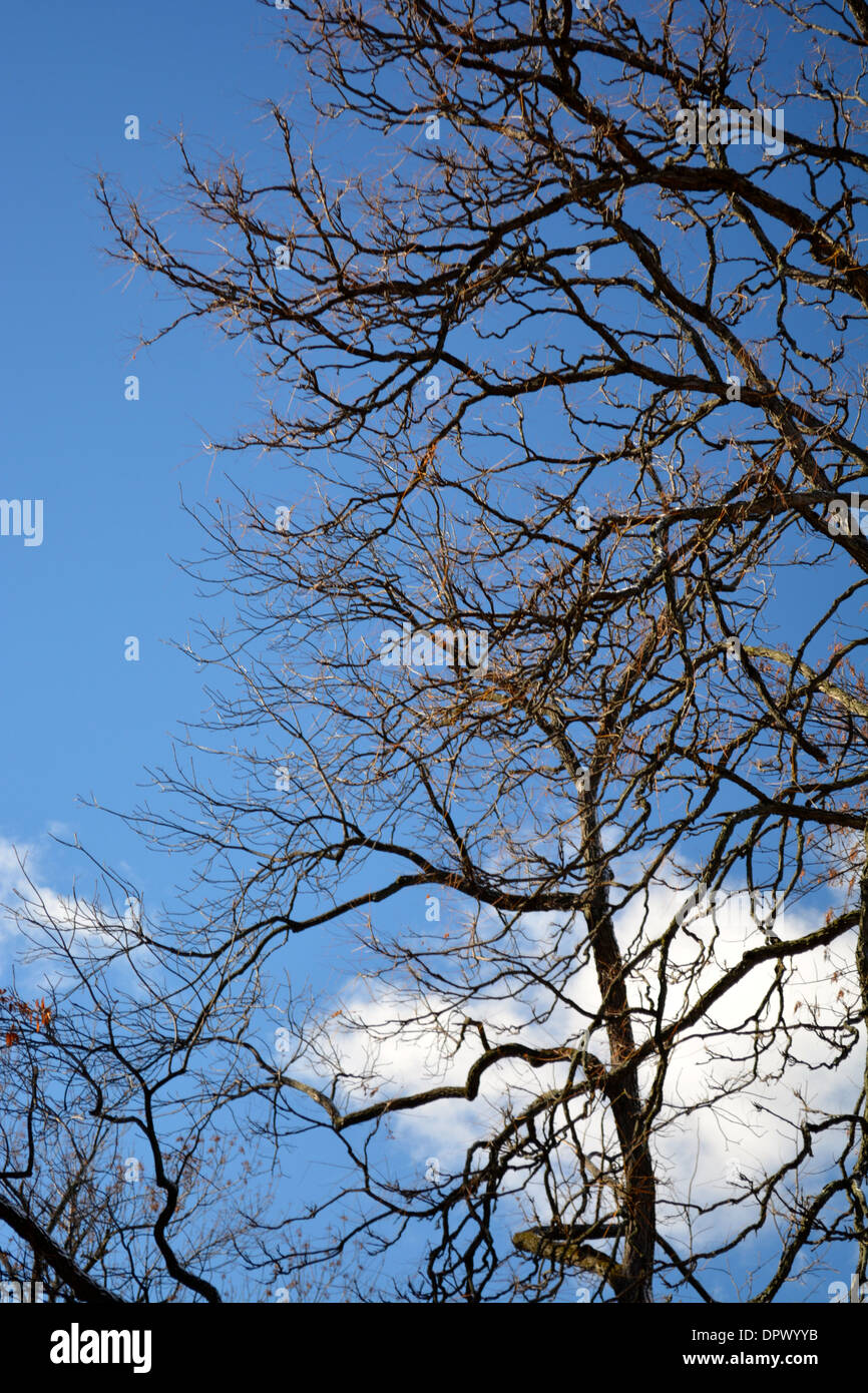 Tree Background with blue sky and clouds Stock Photo - Alamy