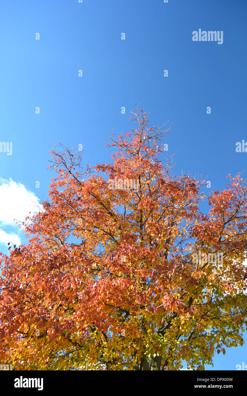 Tree Background with blue sky and clouds Stock Photo - Alamy