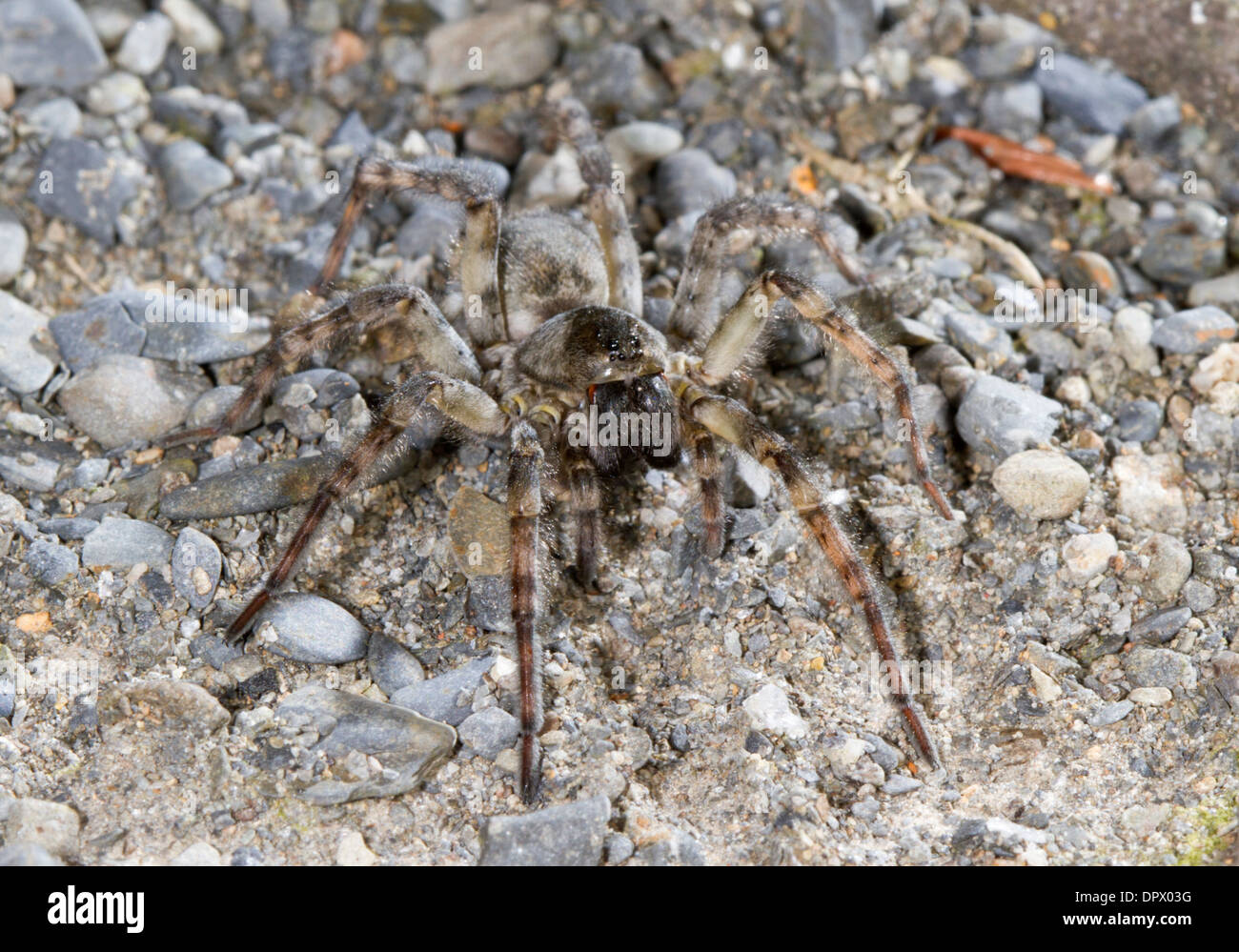 River Bear-Spider, Arctosa cinerea - Female Stock Photo - Alamy