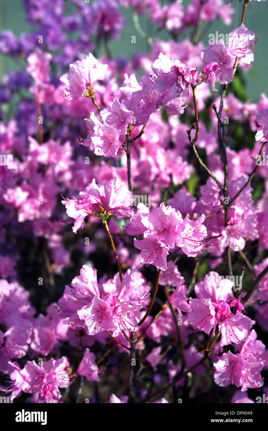 Pink Flowering Plant - Pink Flowers. Flowers Photo Collection Stock ...