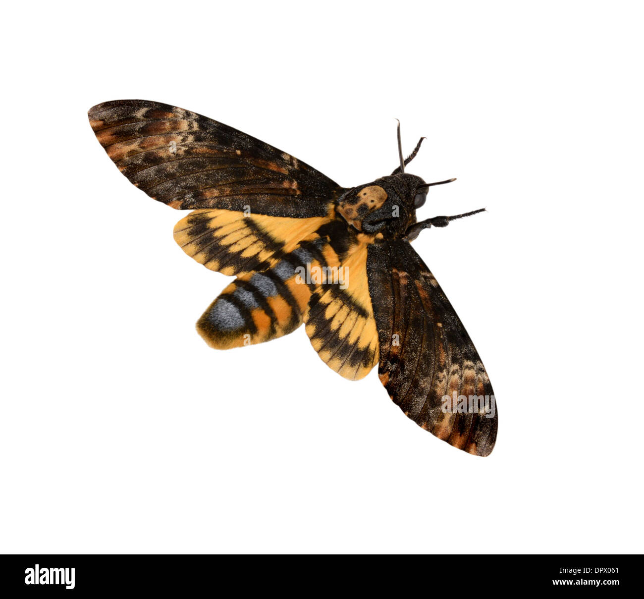 Death's-head Hawkmoth - Acherontia atropos Stock Photo - Alamy