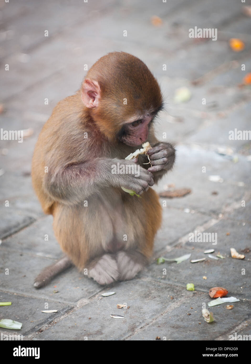 Macaca mulatta monkey commonly known as Rhesus macaque or Nazuri monkey ...