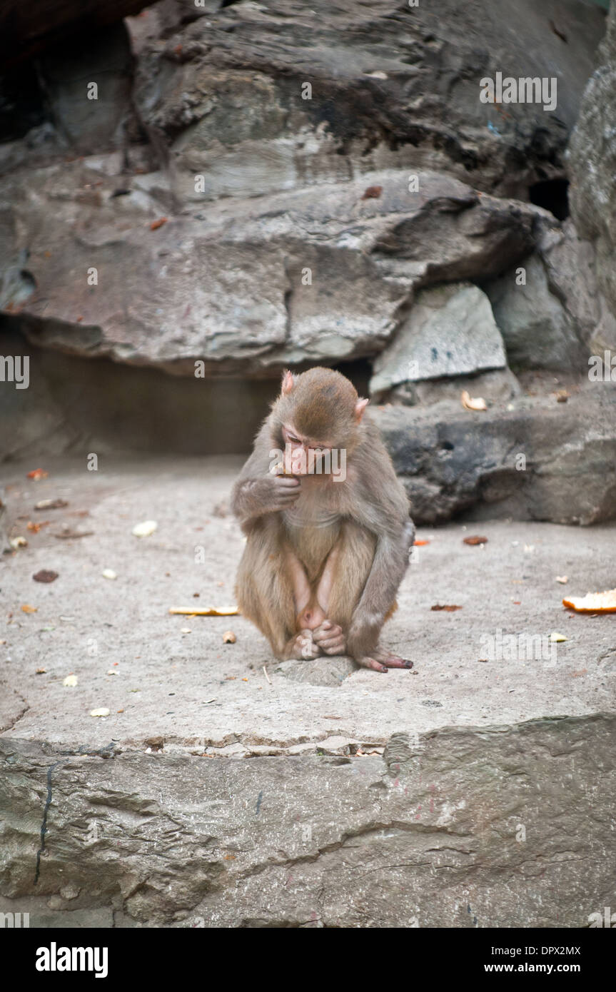 Macaca mulatta monkey commonly known as Rhesus macaque or Nazuri monkey ...