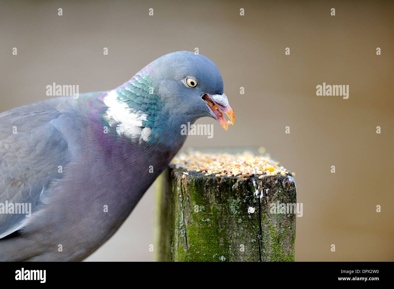 Bird picking up seeds hi-res stock photography and images - Alamy