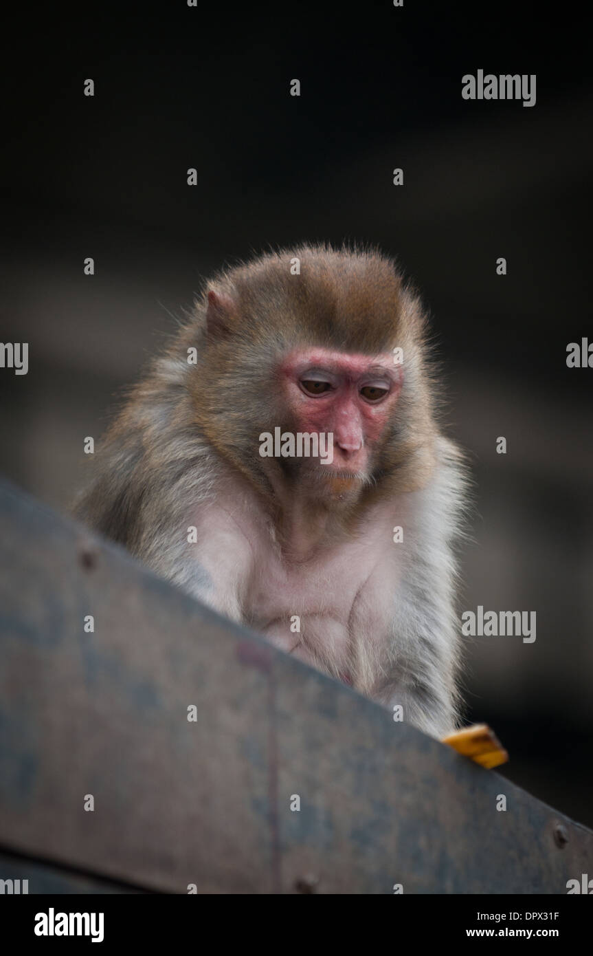 Macaca mulatta monkey commonly known as Rhesus macaque or Nazuri monkey ...