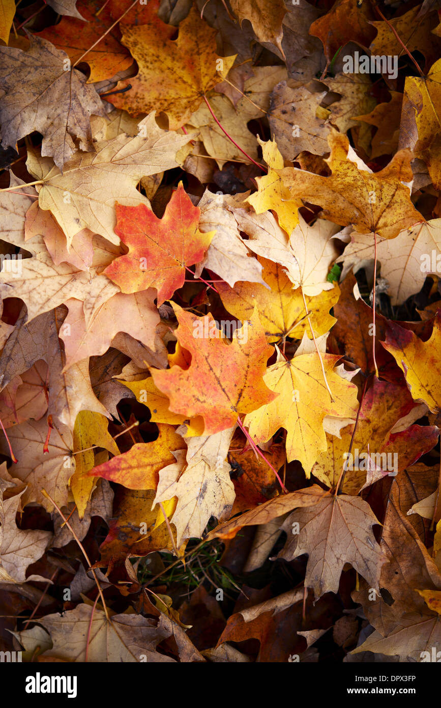 Late Fall Leaves Background - Nature Photo Background Stock Photo - Alamy