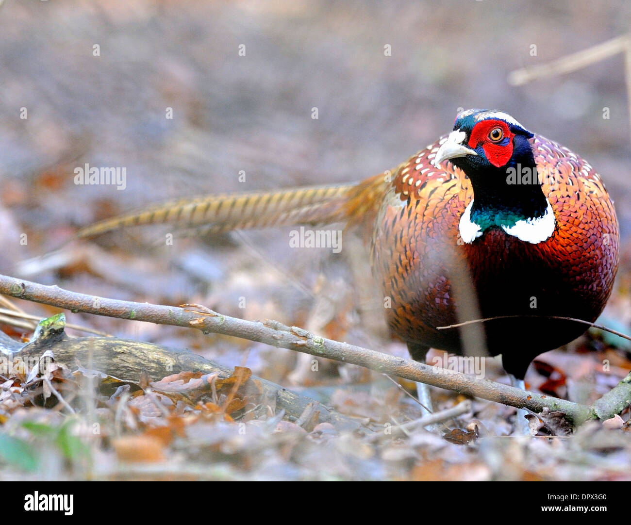 Male pheasant hi-res stock photography and images - Alamy