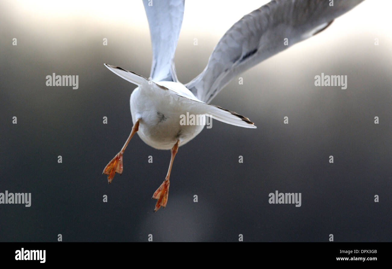 Black headed gull in its winter plumage flying off Stock Photo - Alamy