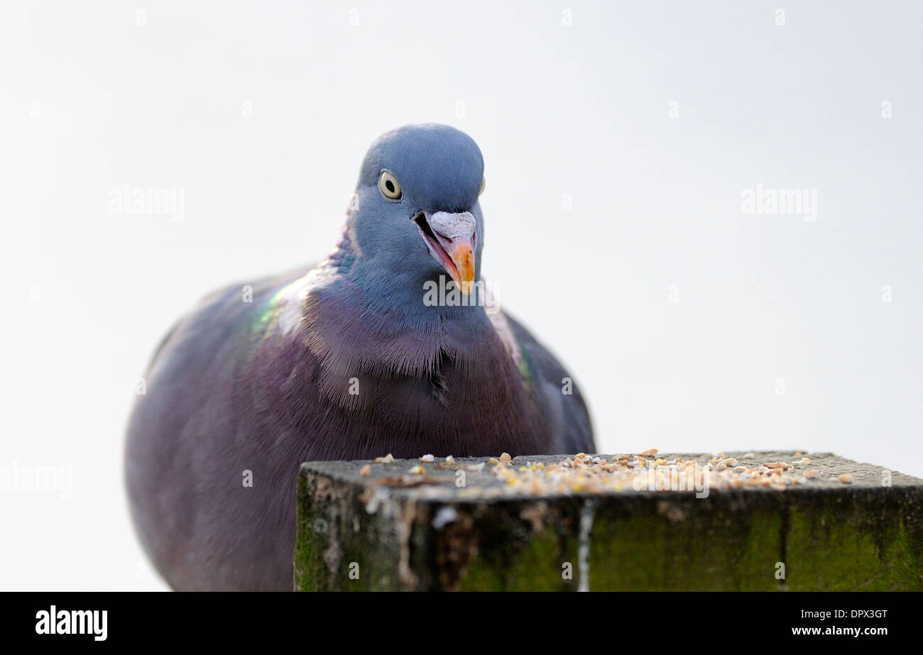 Bird picking up seeds hi-res stock photography and images - Alamy