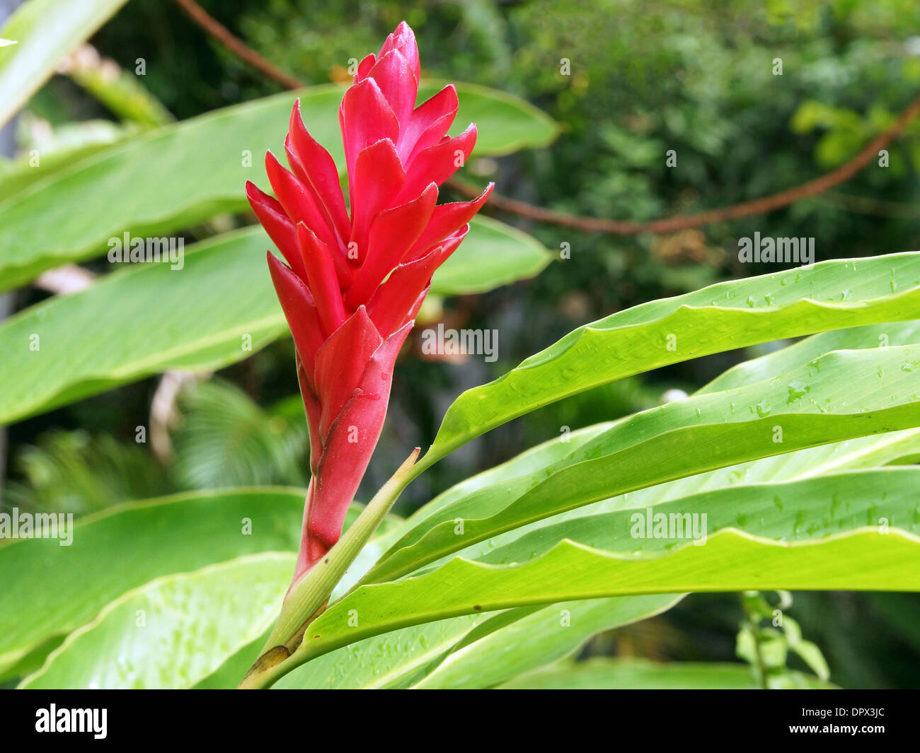 Blossom of the Red Ginger, Caribbean Stock Photo - Alamy