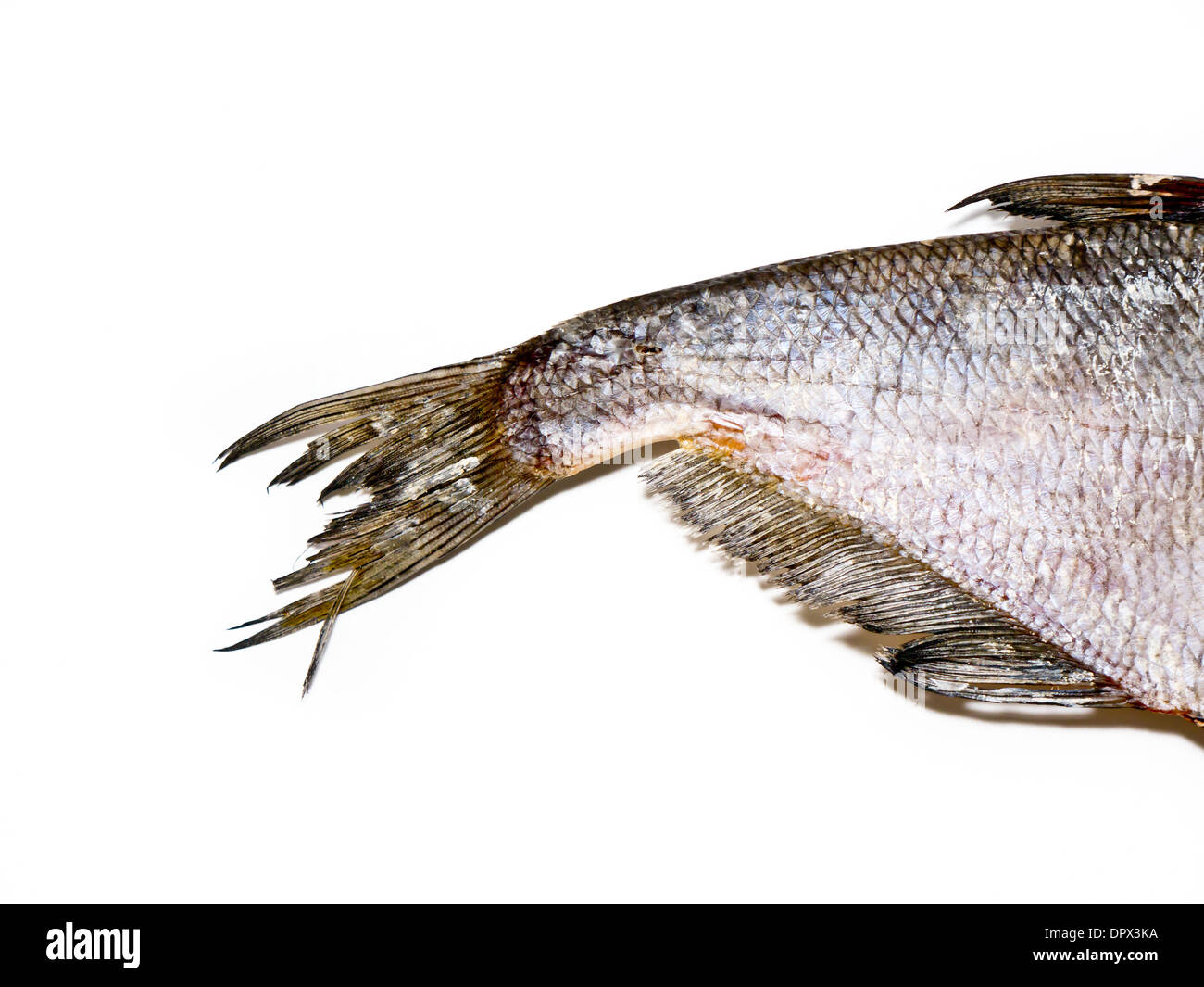 Fish zander animal animals fish hi-res stock photography and images - Alamy