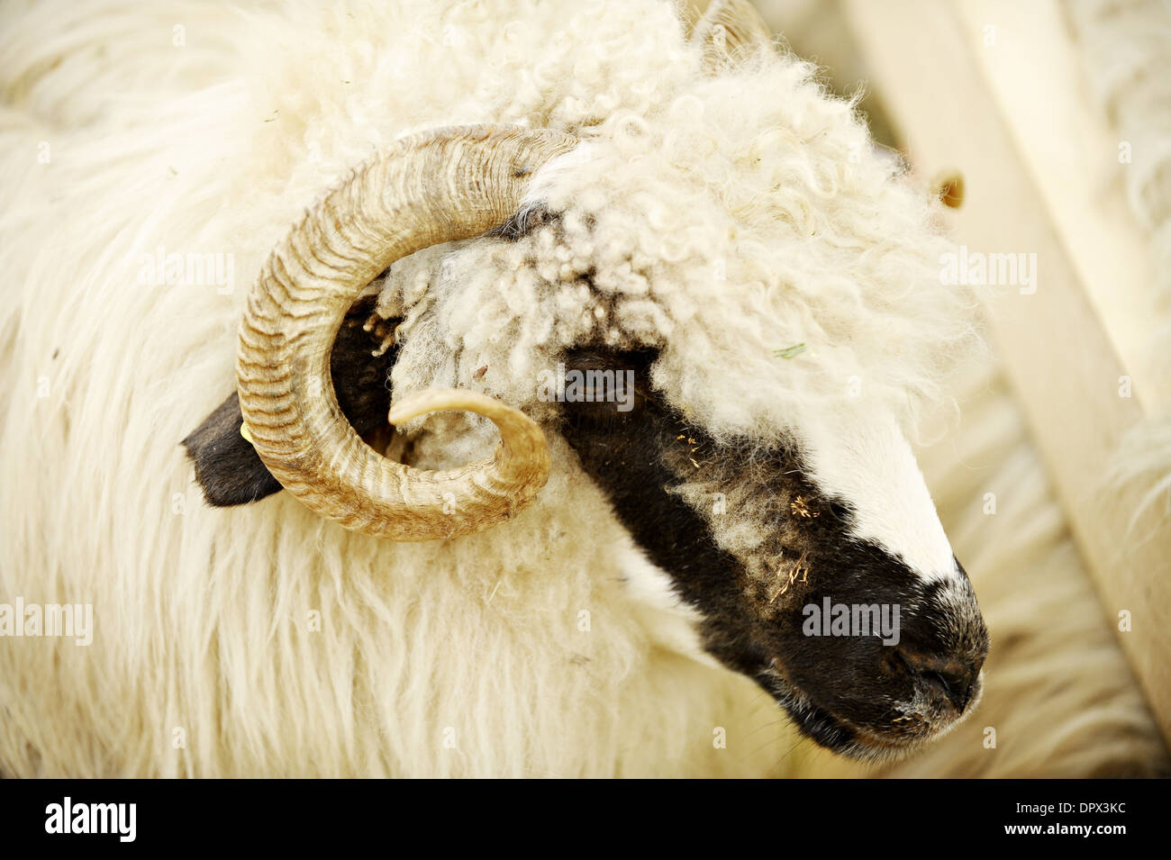 Sheep inside a farm at an agricultural fair Stock Photo - Alamy