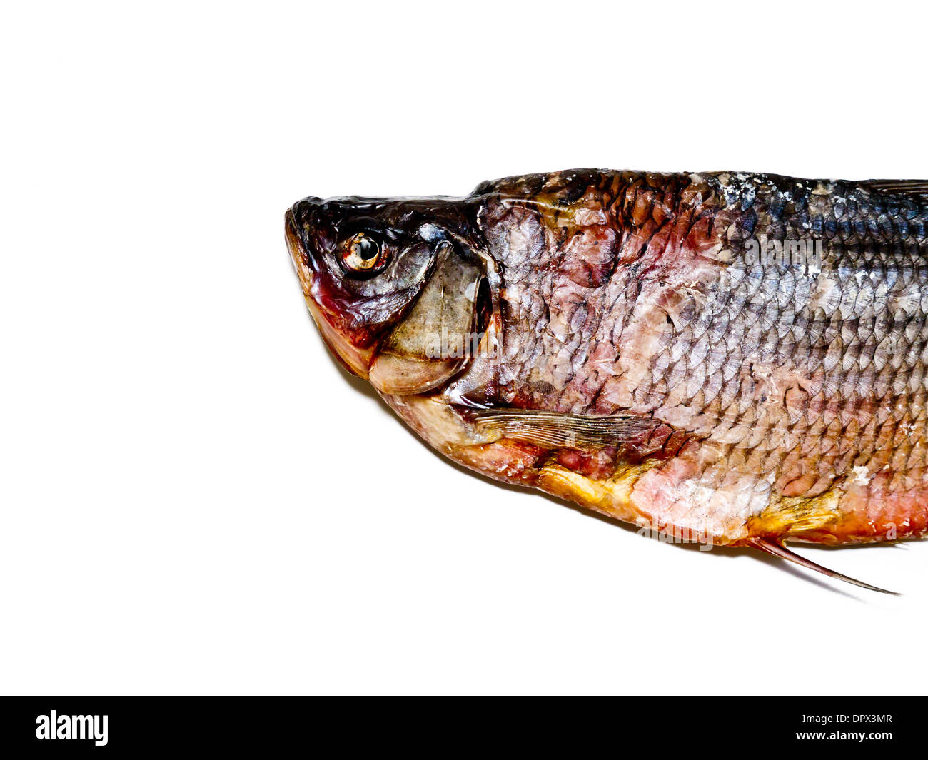 Fish zander animal animals fish hi-res stock photography and images - Alamy