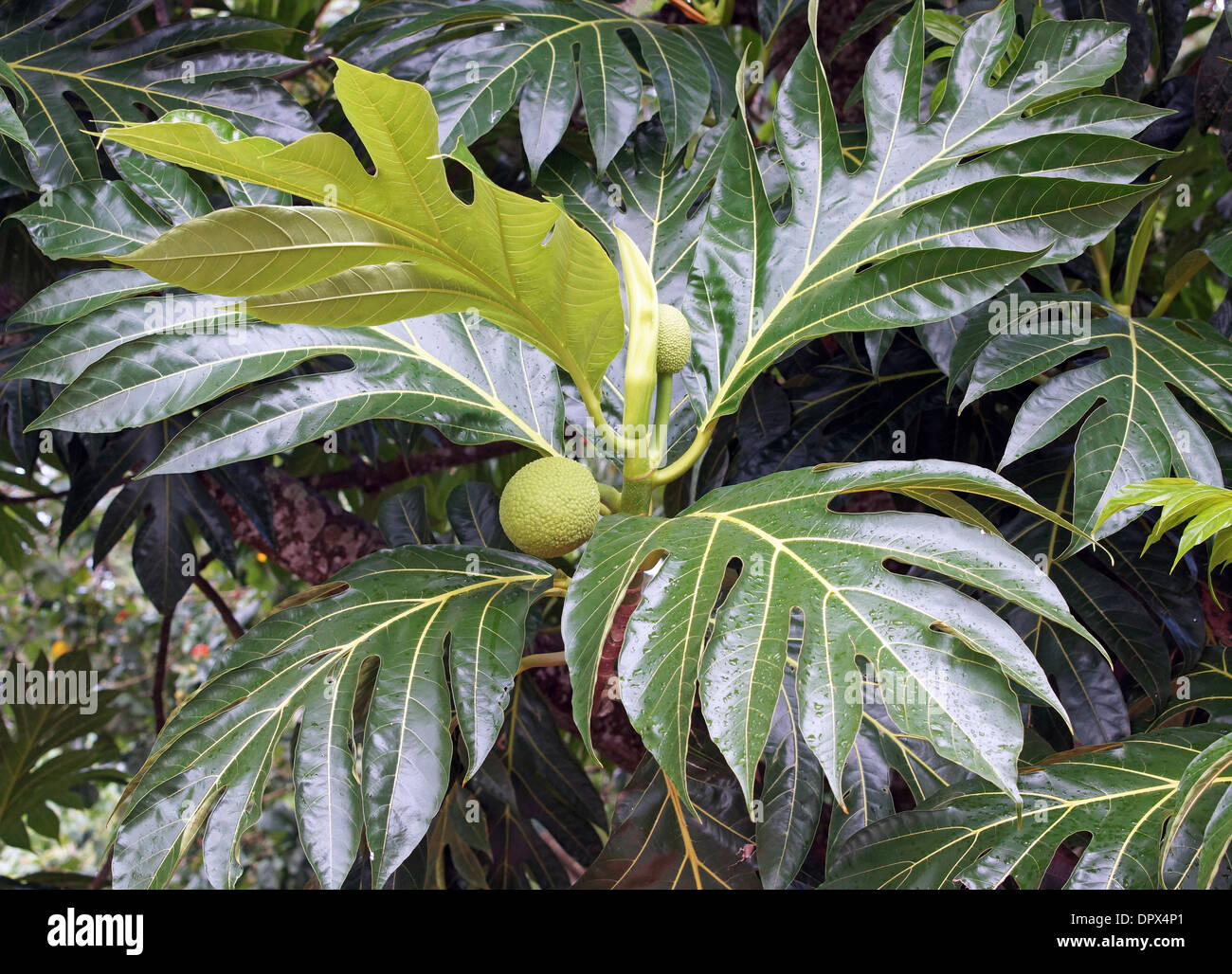 Fruit and leafs of the breadfruit tree, Caribbean Stock Photo - Alamy