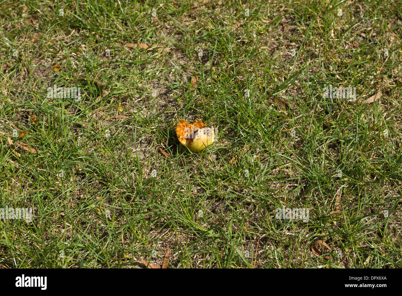 Decaying apple on grass Stock Photo - Alamy