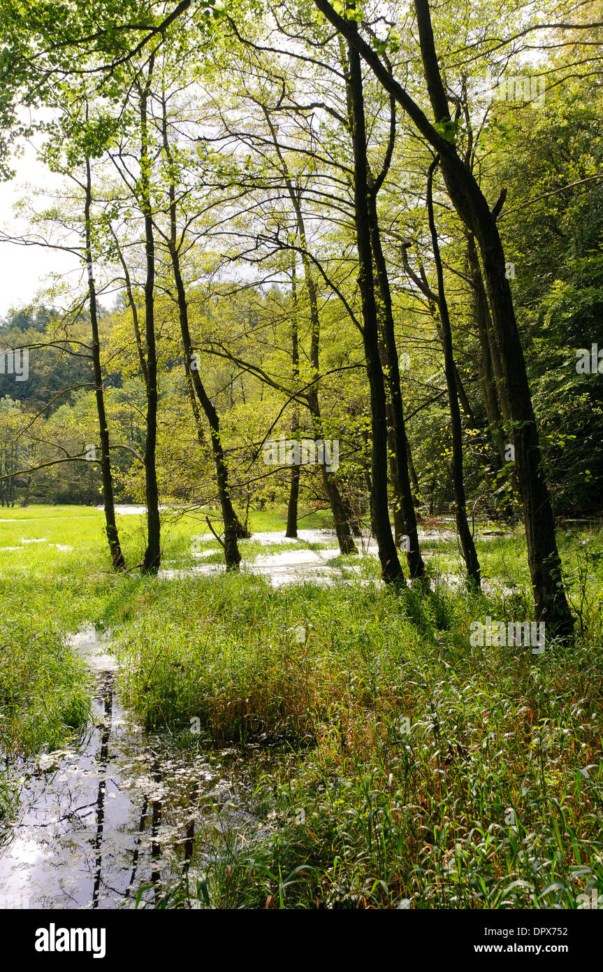Wetlands in the world hi-res stock photography and images - Alamy