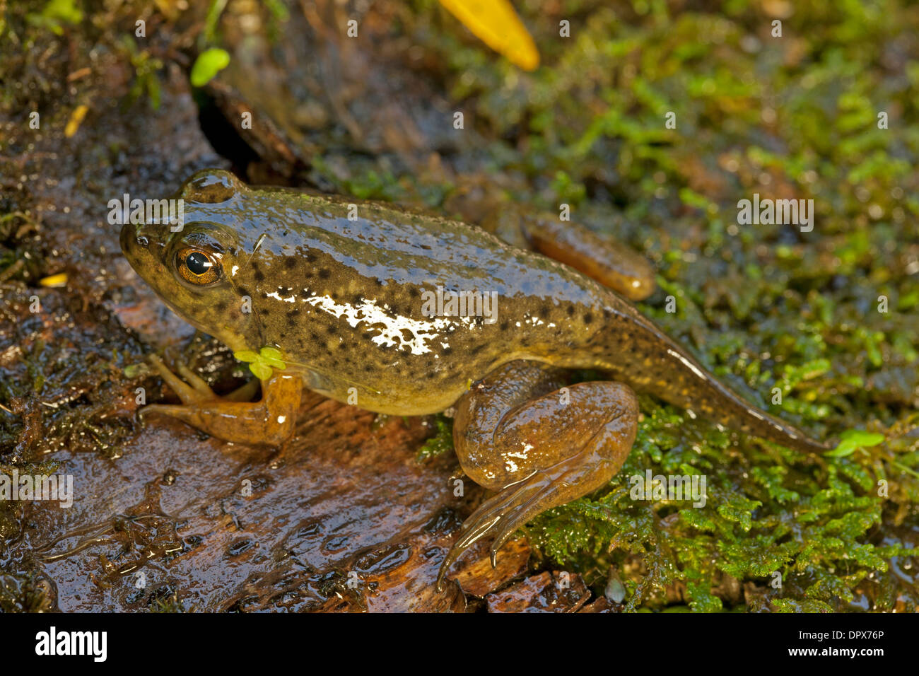 Bullfrog tadpole hi-res stock photography and images - Alamy