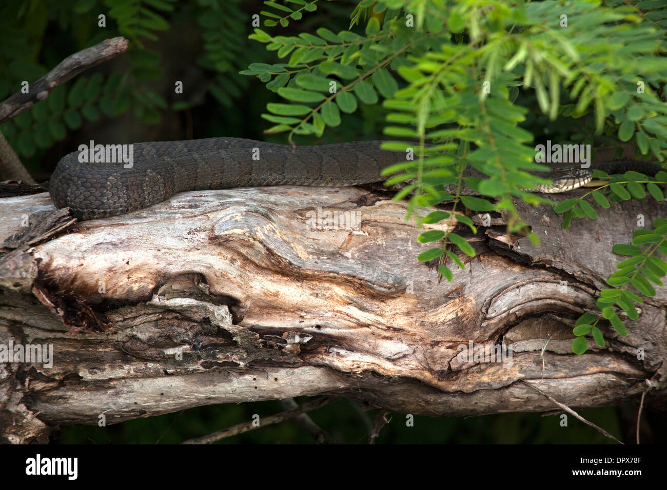 Northern water snake (Nerodia sipedon), New York, gravid female basking ...