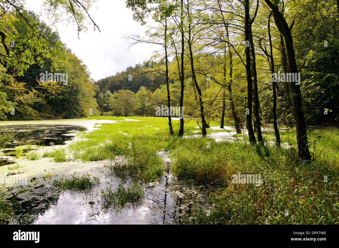 Wetlands in the world hi-res stock photography and images - Alamy