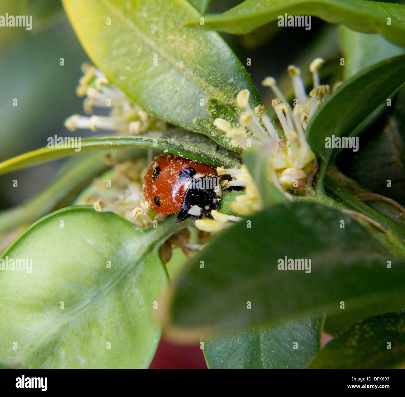 Red and black ladybird covered in yellow pollen dust Stock Photo - Alamy