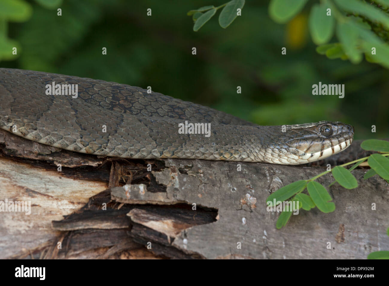 Northern water snake (Nerodia sipedon), New York, gravid female basking ...